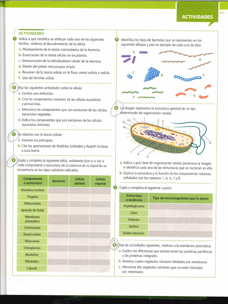 Citologia - Reproducció Cel Lular | PDF