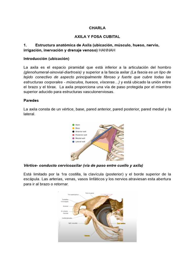 Axila y Fosa Cubital (1) | PDF | Codo | Anatomía humana