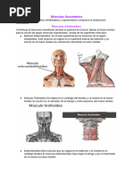 Anatomía del Hueso Hioides y Músculos | PDF | Laringe | Anatomía humana