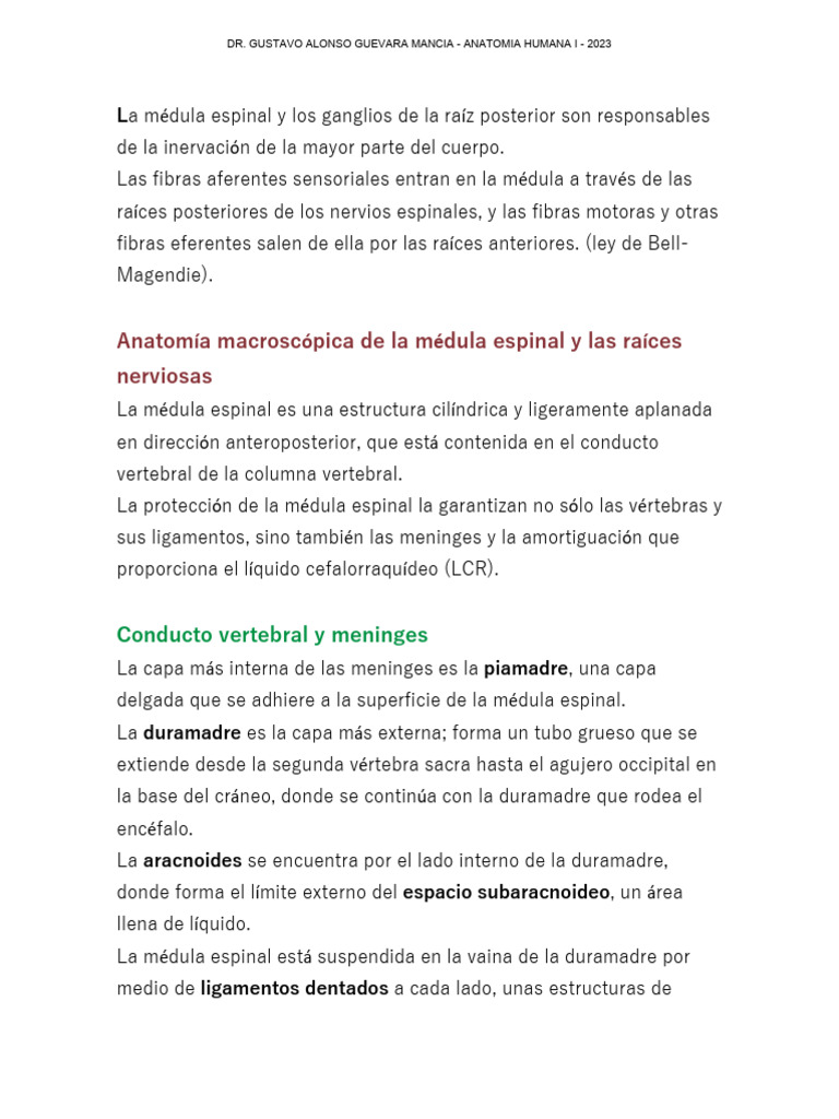 Anatomía de la médula espinal y nervios | PDF | Médula espinal | Vértebra