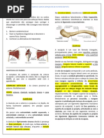 Articulação Do Ombro (Glenoumeral) Anatomia e Músculos Kenhub | PDF ...