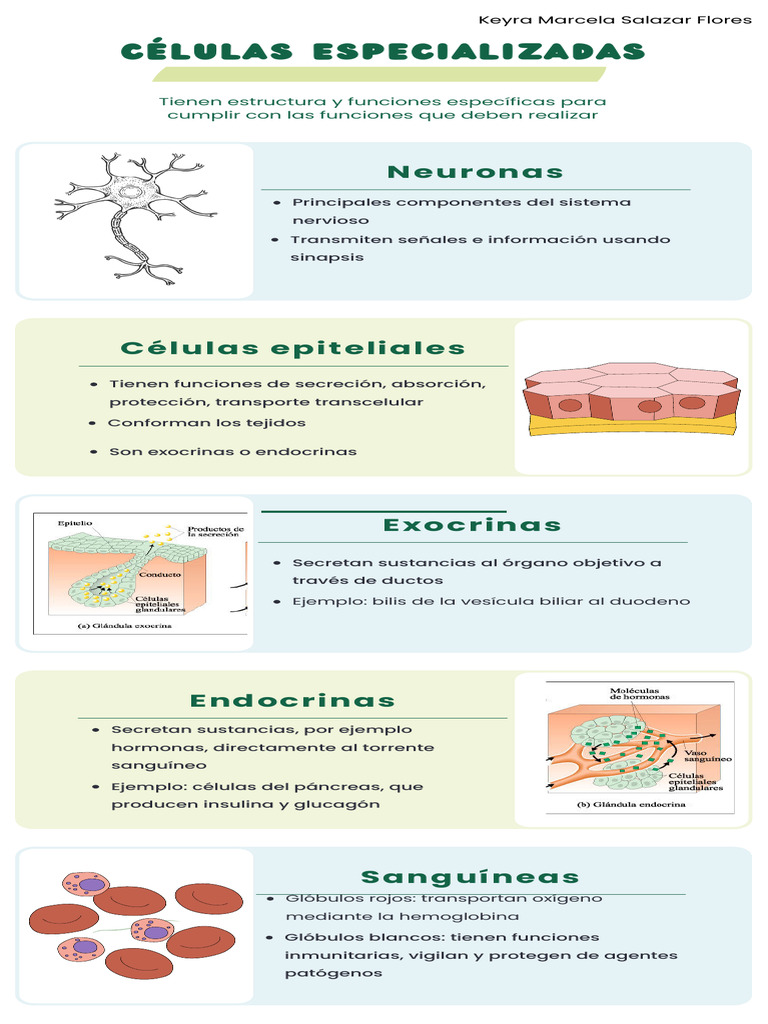 Infografía Biología Tipos de Células Ilustrativa Verde - 20250121 ...