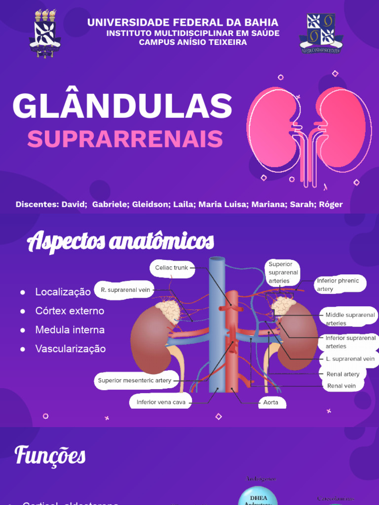 Glândulas Suprarrenais | PDF