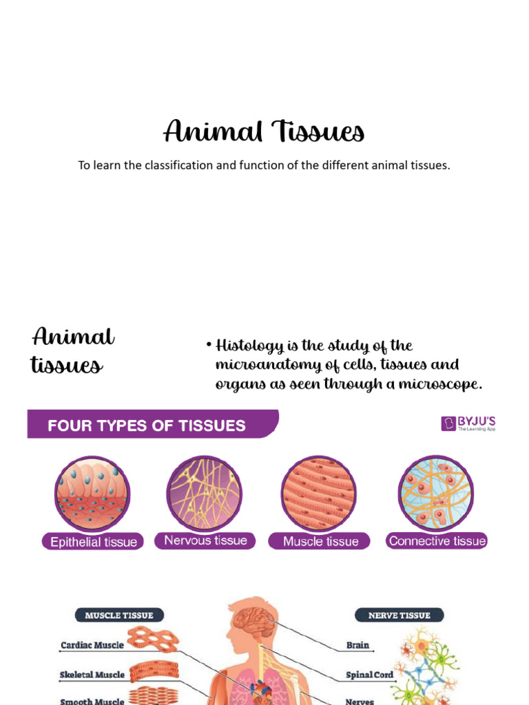 Tissues | PDF | Muscle | Tissue (Biology)