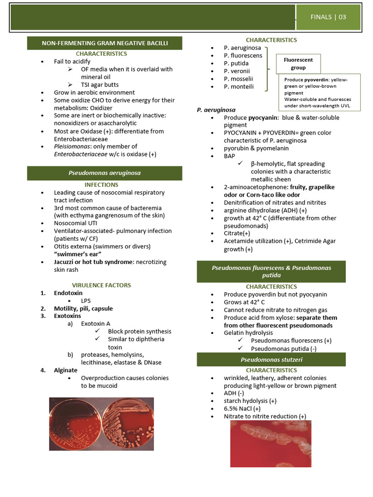 Non Fermenting Gram Negative Bacilli 1 | PDF | Pseudomonas ...