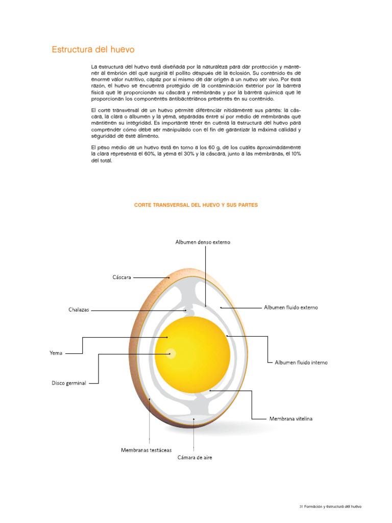 Estructura y Partes del Huevo | PDF