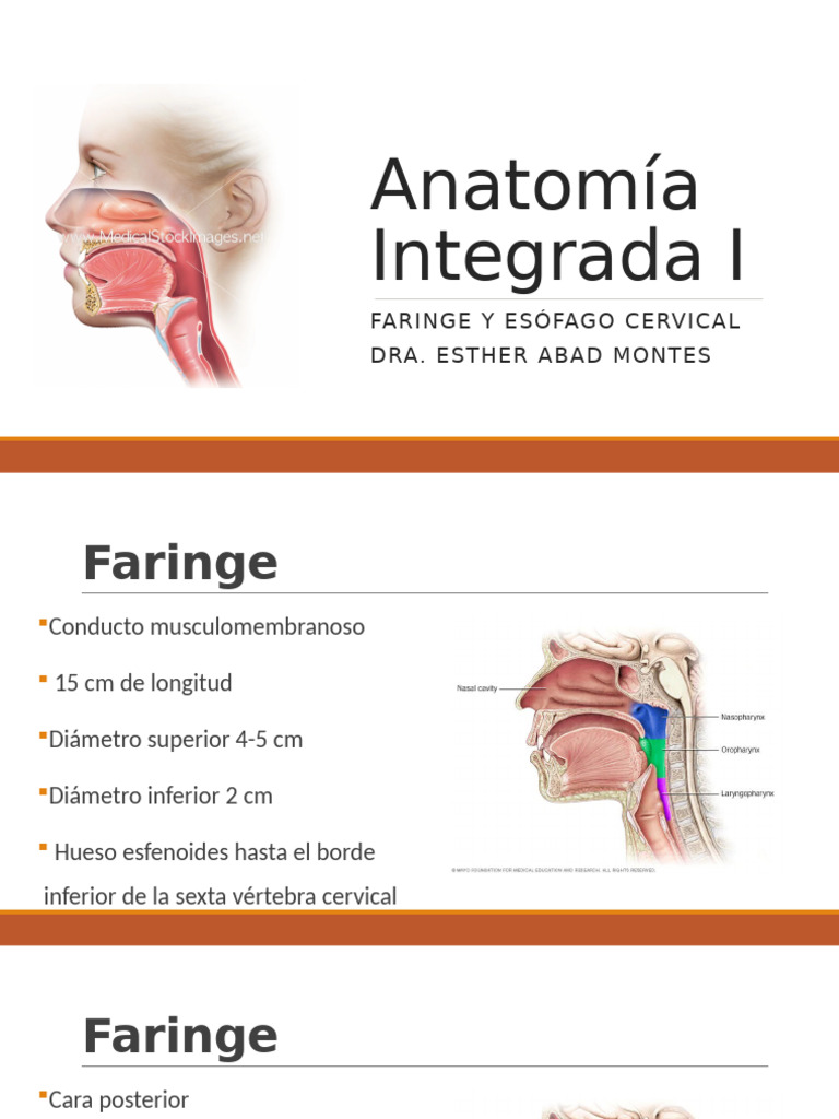Faringe y Esofago | PDF | Laringe | Sistema respiratorio