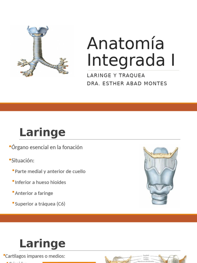 Laringe y Traquea | PDF | Laringe | Cabeza y cuello humanos