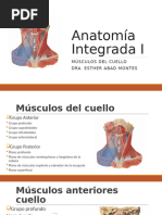 Anatomía de los Músculos del Cuello | PDF