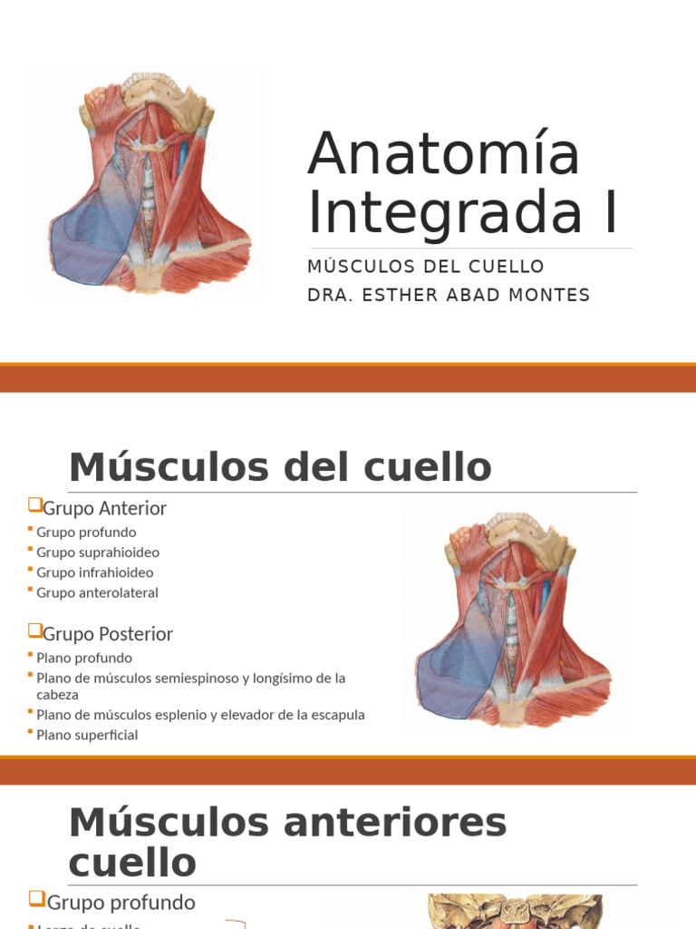 Musculos Del Cuello 4 | PDF | Cabeza y cuello humanos | Tejido suave