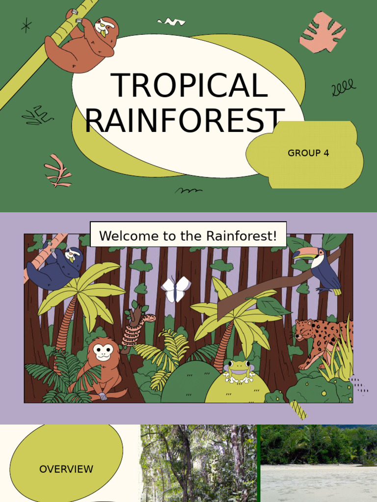 Understanding Tropical Rainforests | PDF | Rainforest | Forests