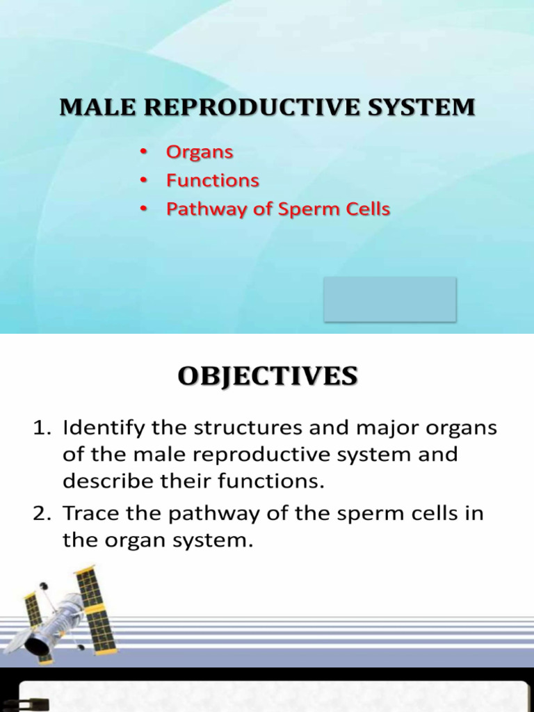 Male Reproductive System | PDF