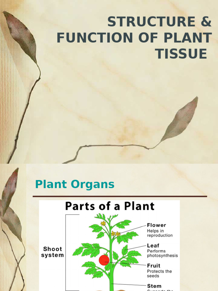Copy2-Structure and Function of Plant | PDF | Leaf | Fruit