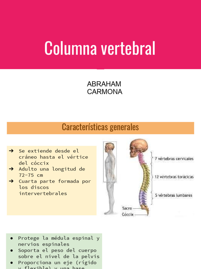 Anatomía y Funciones de la Columna Vertebral | PDF | Sistema ...