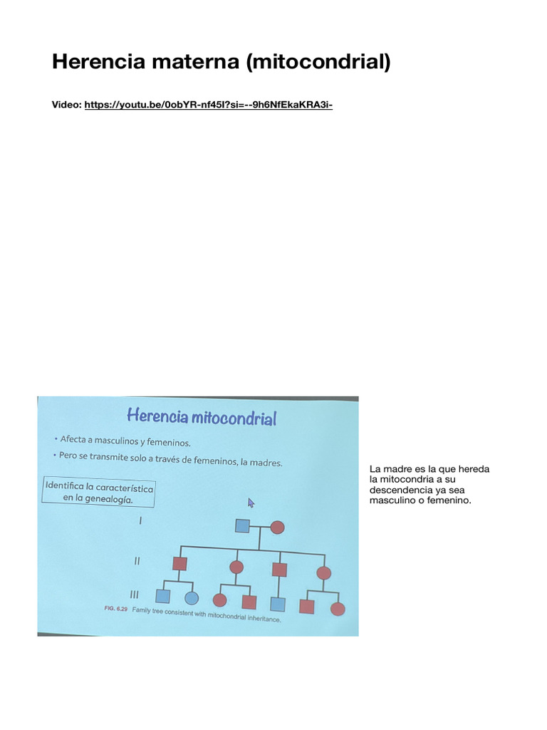 3 Biología Mol. Y Gen. (Tema 5 Pt. 2) | PDF | Mitocondria | Gene