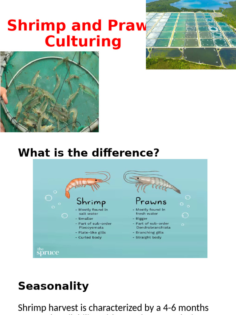 Shrimp and Prawn Culturing Guide | PDF | Soil | Shrimp