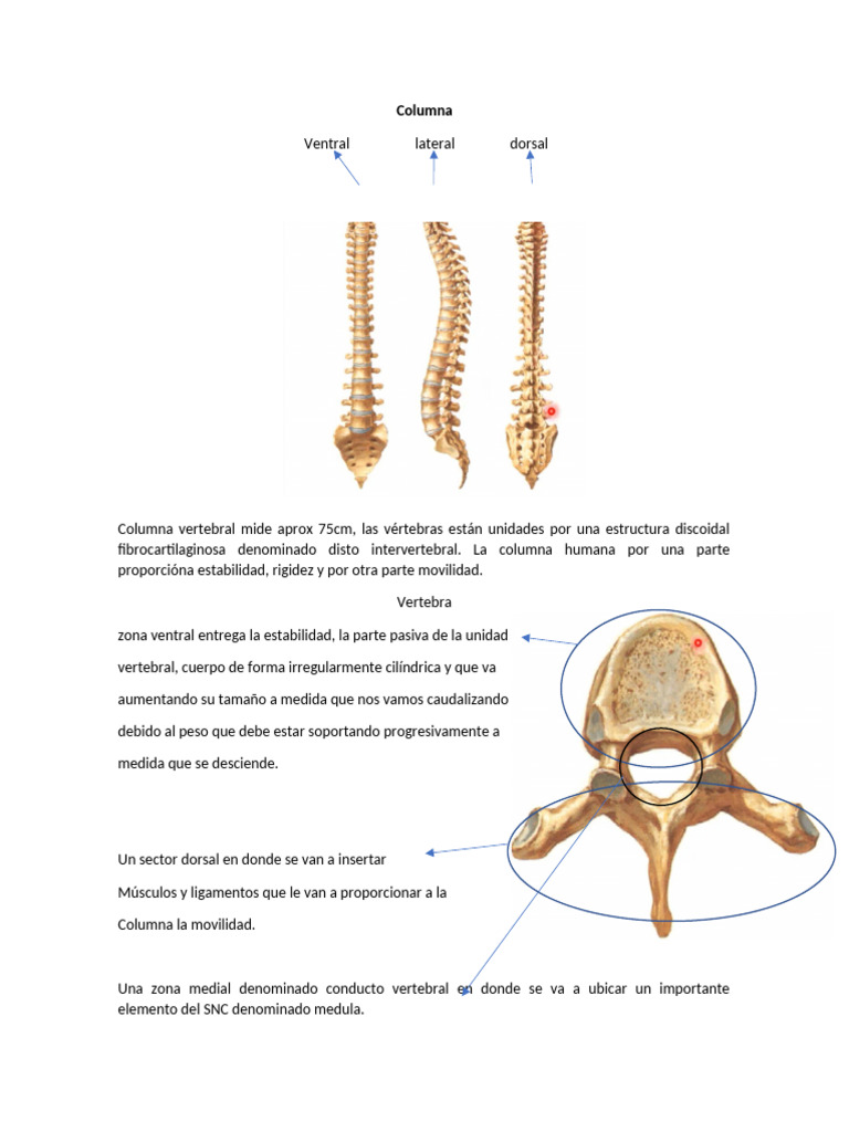 Estructura y Función de la Columna Vertebral | PDF | La columna ...