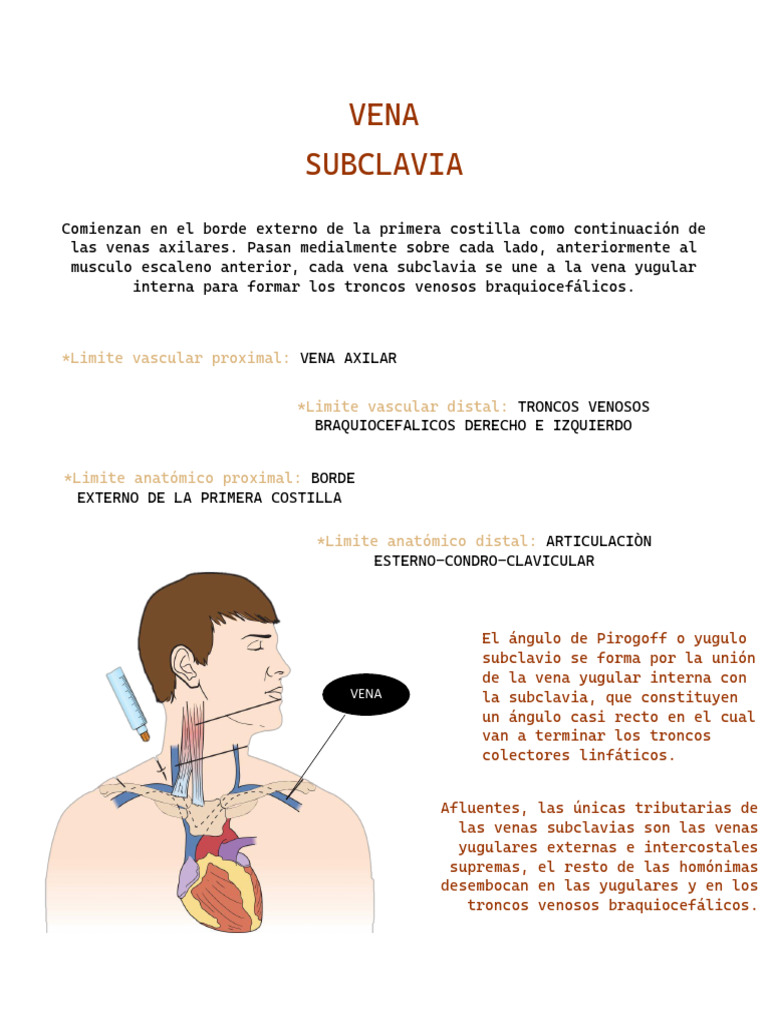 Anatomía de la Vena Subclavia | PDF