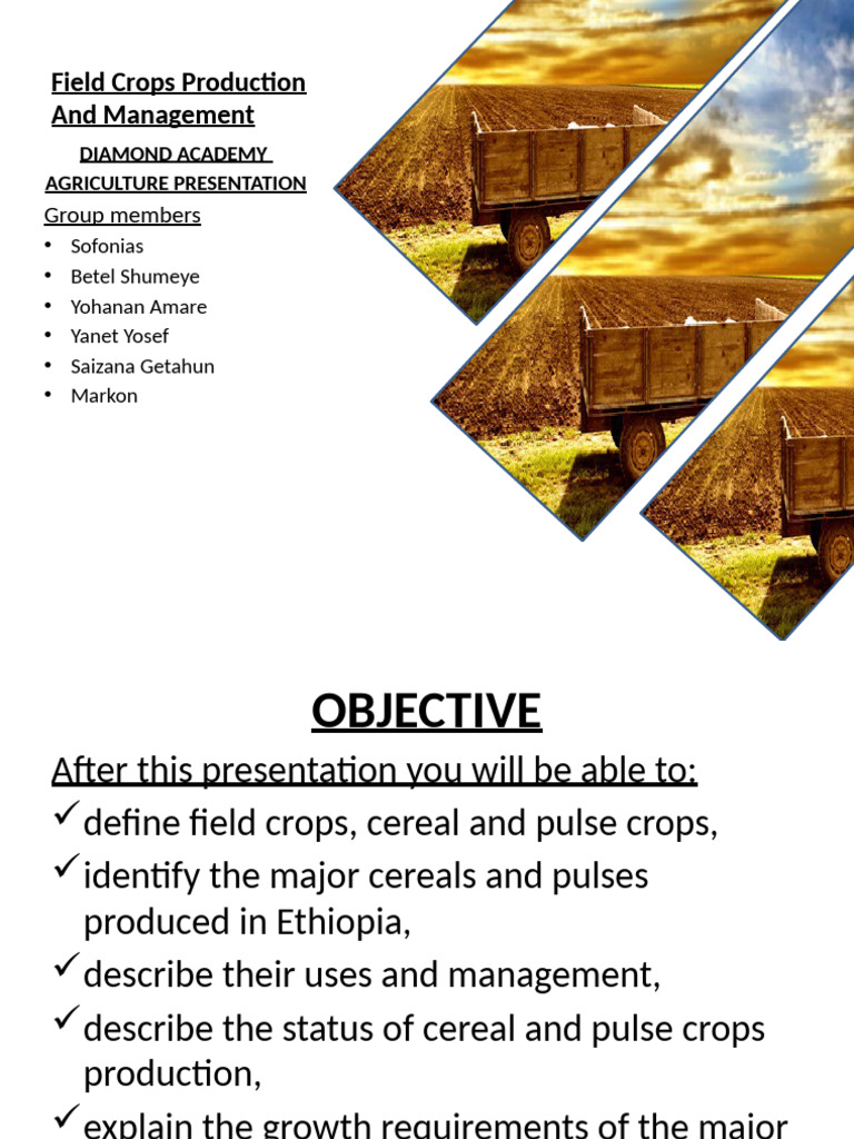 Field | PDF | Cereals | Legume