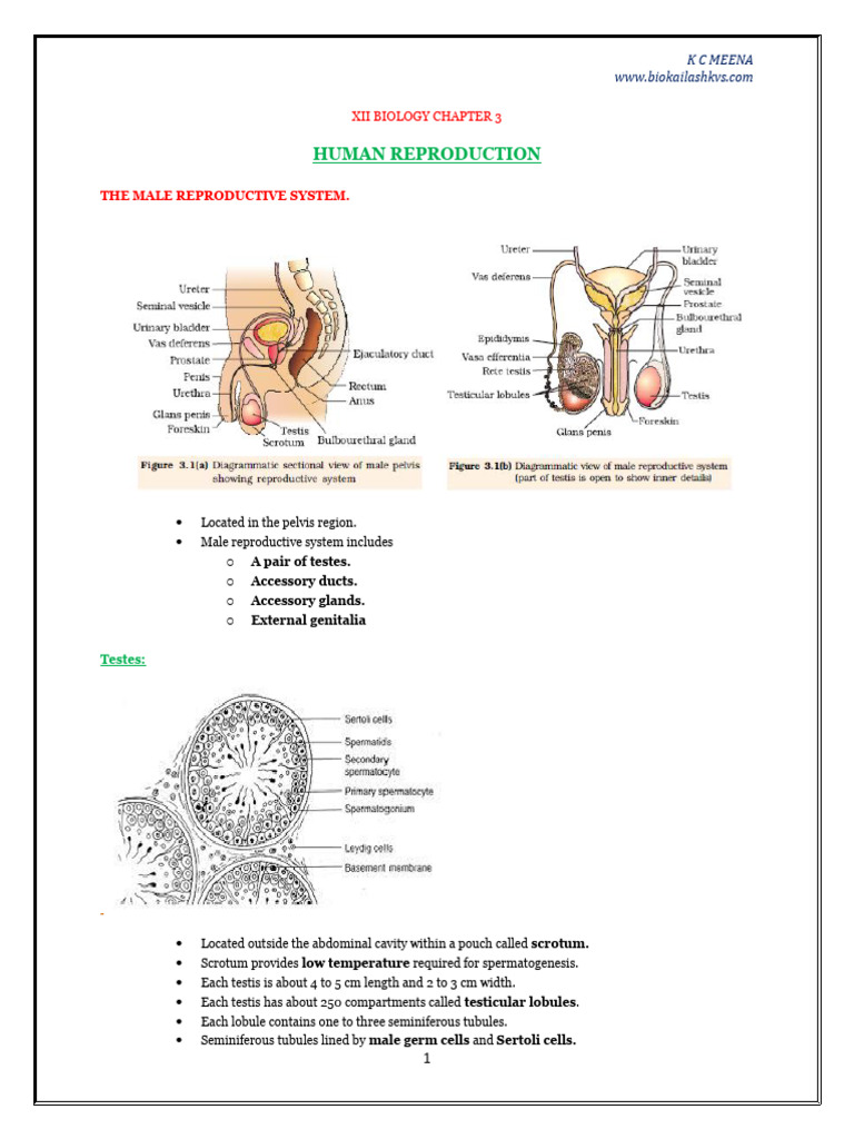 Chapter 3. Human Reproduction | PDF | Menstrual Cycle | Testicle