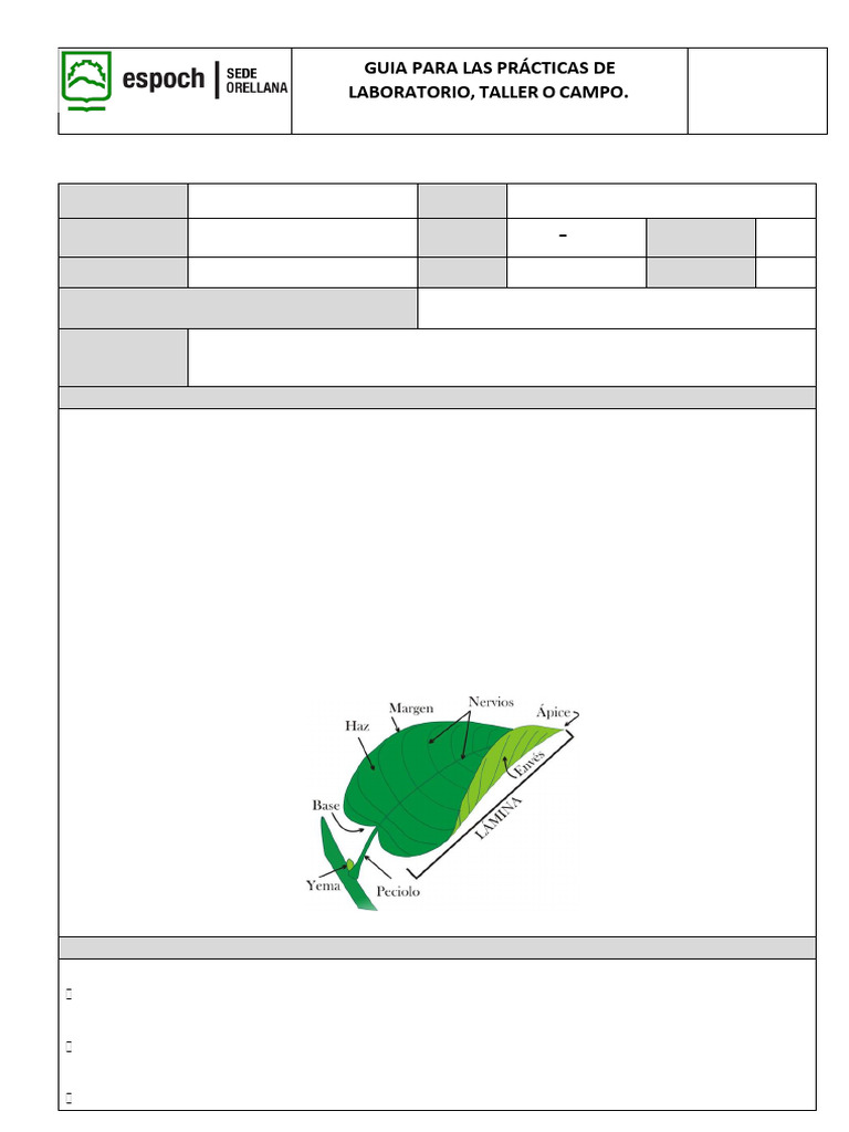 Anatomía de Hojas: Práctica de Botánica | PDF | Hoja | Tallo de la planta