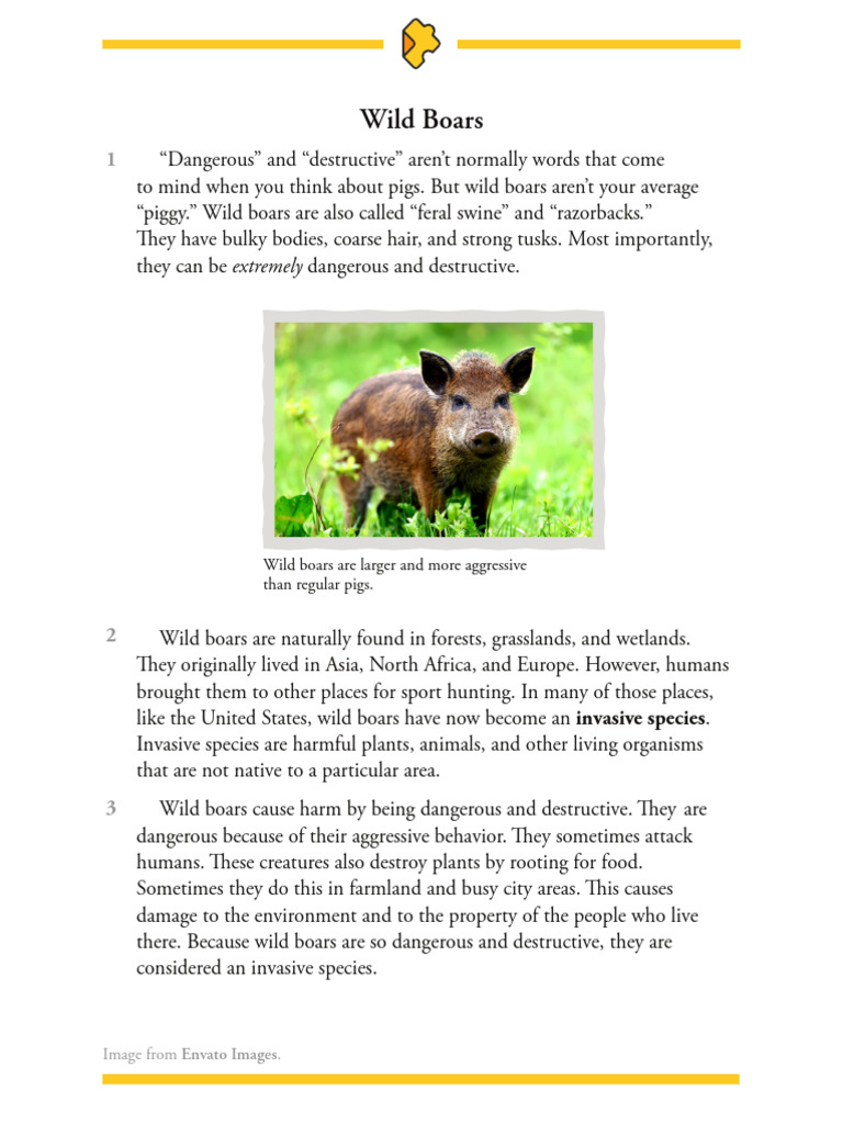 Wild Boars | PDF