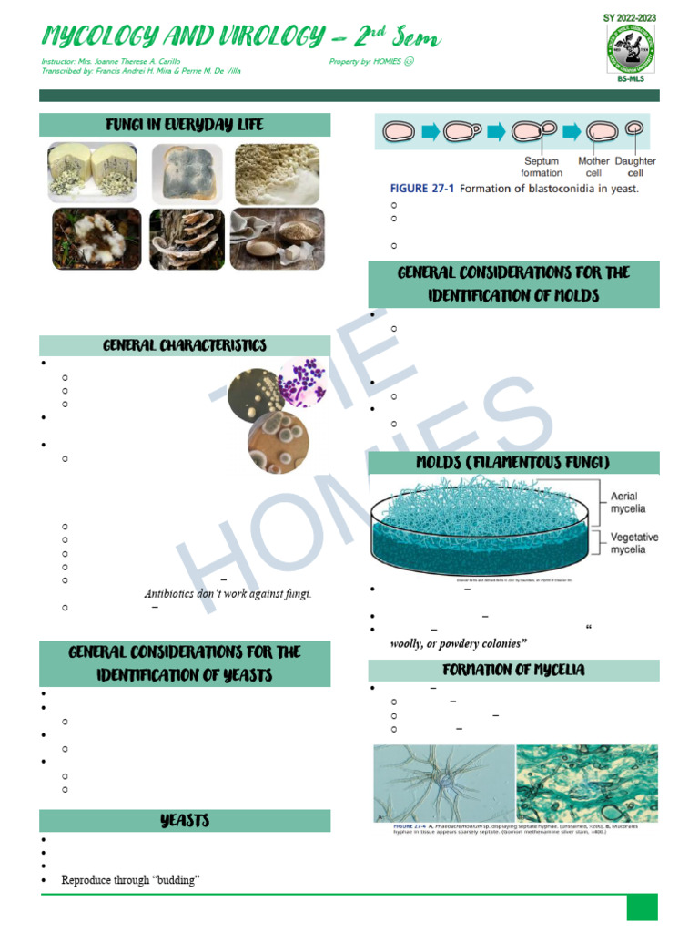 MYCO_Prelim-1_Basic-Fundamentals-of-Fungi | PDF | Fungus | Mold