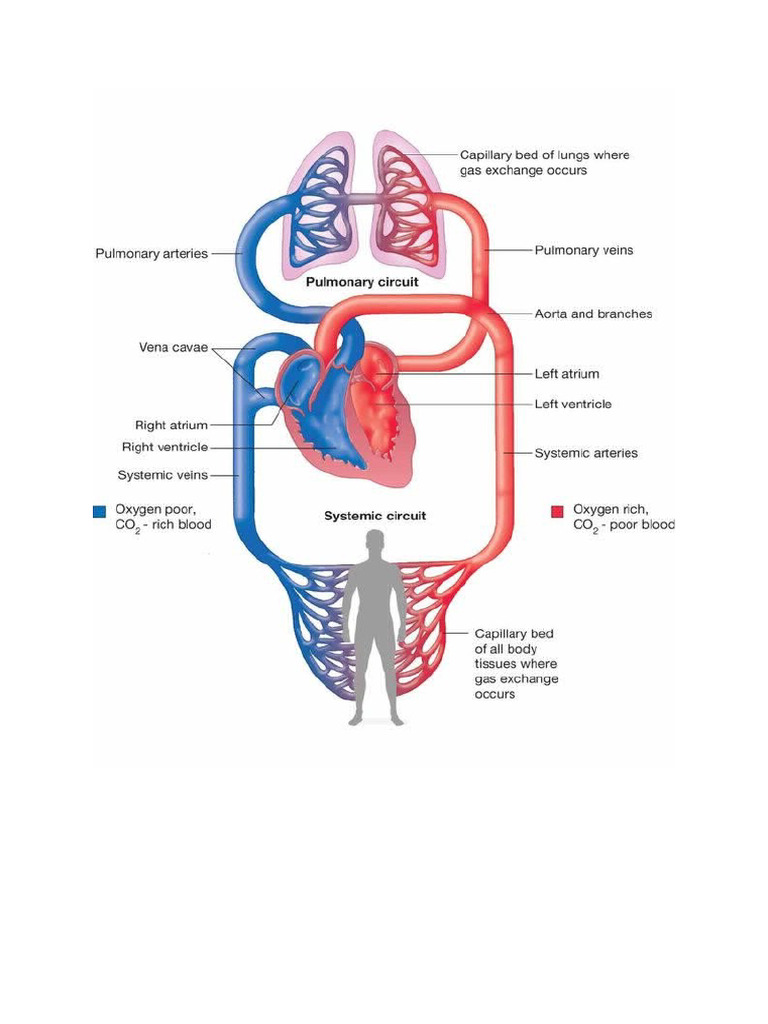 Blood Circulation Diagram | PDF