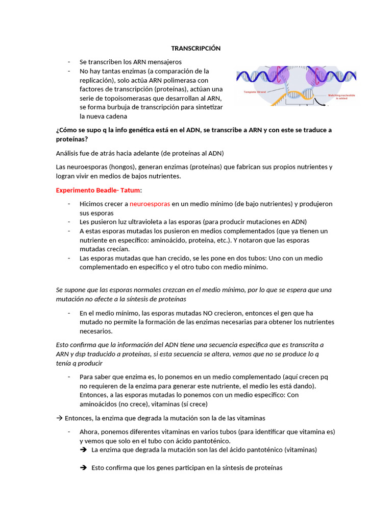 Transcripción del ADN y ARN | PDF | Rna | Messenger Rna