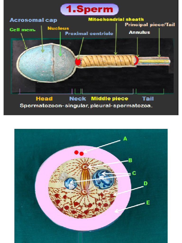 Embryology Model | PDF