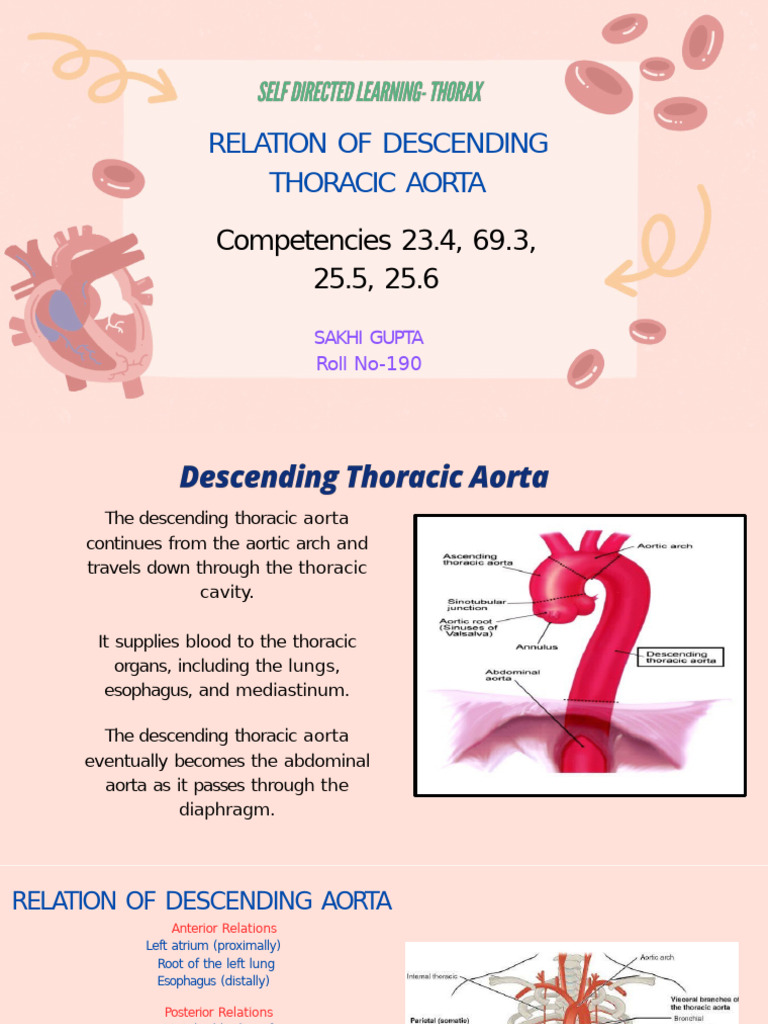 Arch of Aorta and Desc Thoracic Aorta PDF | PDF