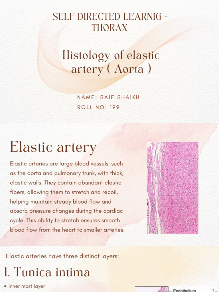 Histology of Elastic Artery Saif | PDF