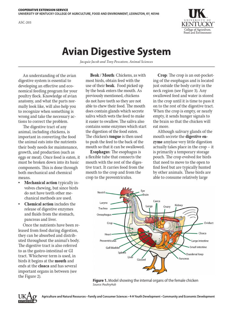 Digestive Broiler Chicken | PDF | Digestion | Small Intestine