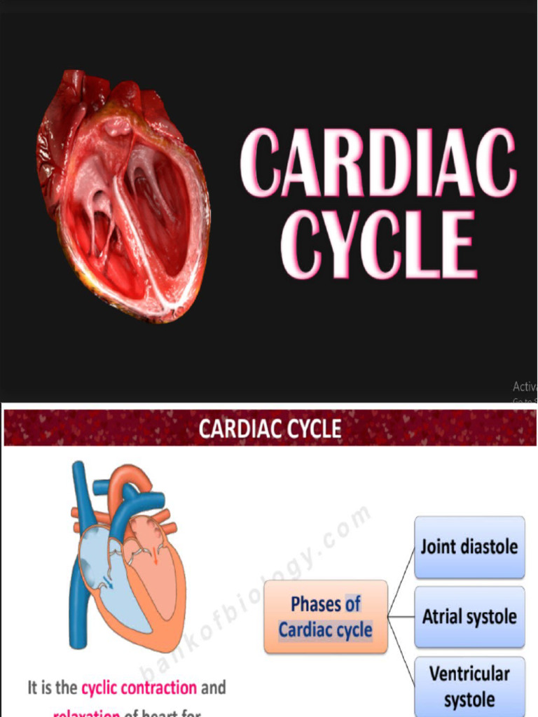 Cardiac Cycle | PDF