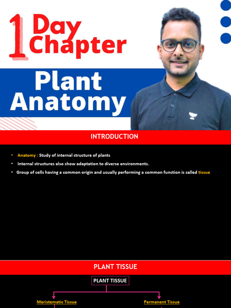 ANATOMY OF FLOWERING PLANTS Best Revision Notes | PDF | Plant Stem ...