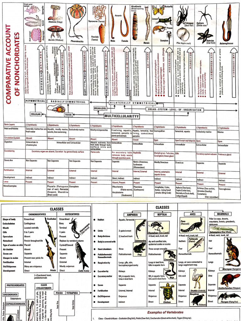 Animal Kingdom Chart | PDF