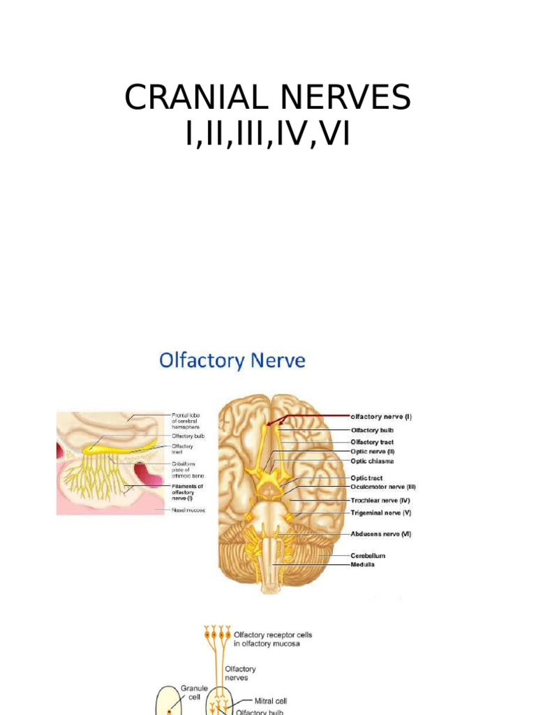 Cranial Nerves | PDF