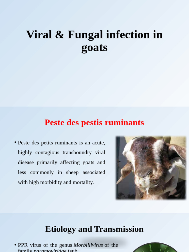 Viral infection in goat | PDF | Candidiasis | Smallpox