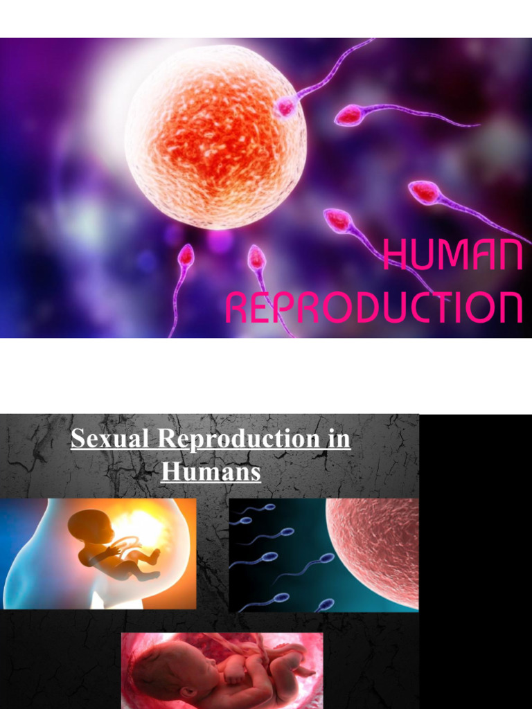 CH 2 Human Reproduction | PDF