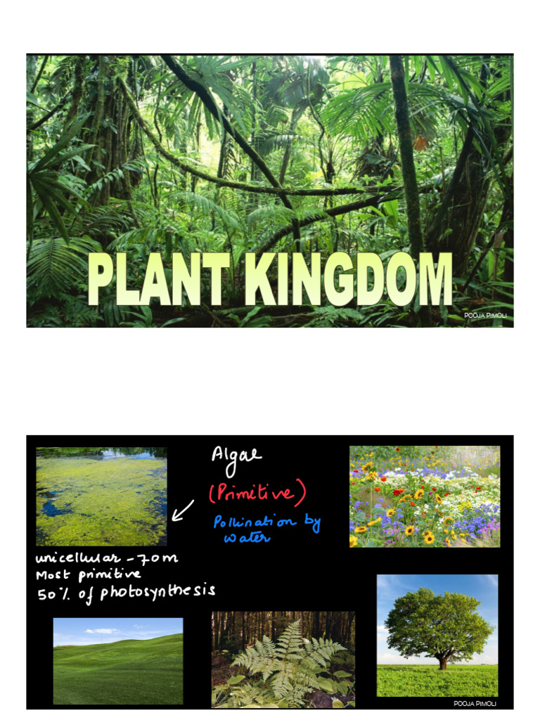 Plant kingdom part 1 | PDF