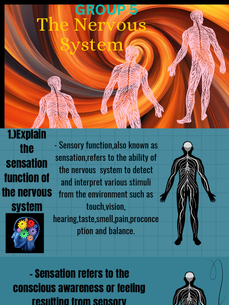 The Nervous System Quiz Educational Presentation in Black White Simple ...