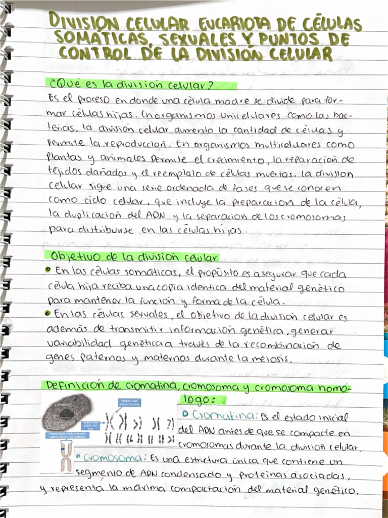 Resumen de La Division Celular | PDF