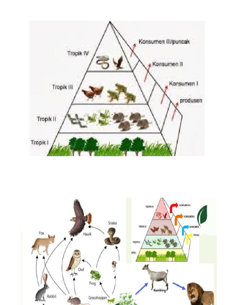 PIRAMIDA JARING2 (1) | PDF