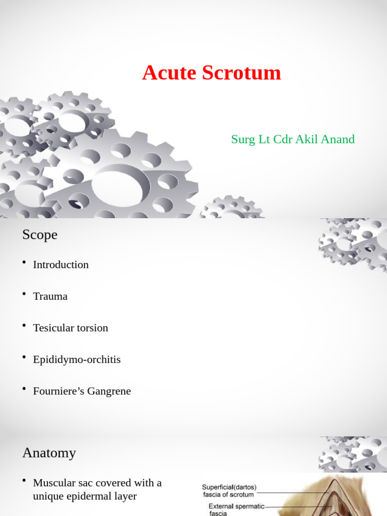 Acute Scrotum Akil Sir | PDF | Testicle | Clinical Medicine
