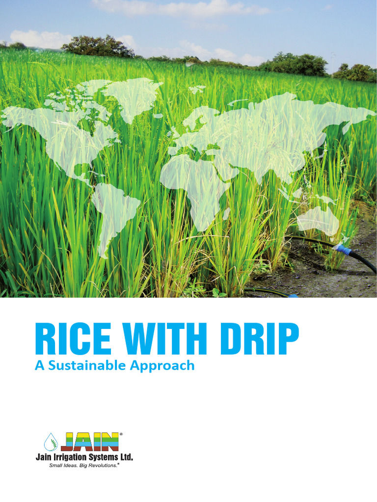 Rice With Drip A Sustainable Approach | PDF | Agriculture | Rice