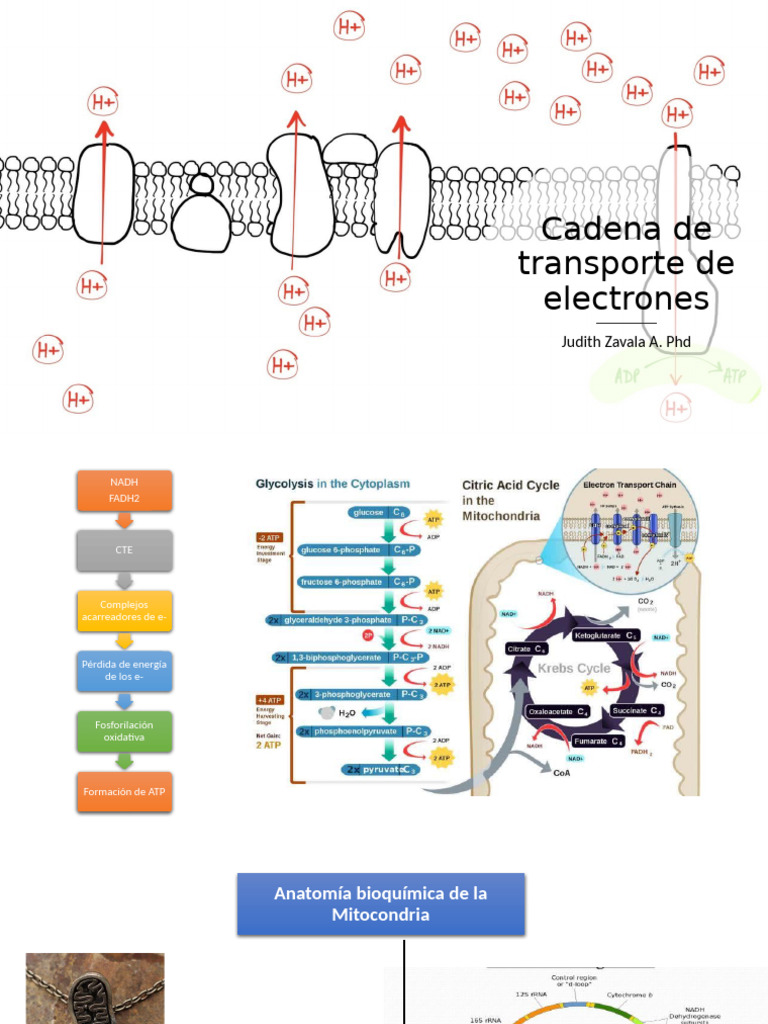 Cadena de transporte de electrones | PDF | Trifosfato de adenosina | Mitocondria