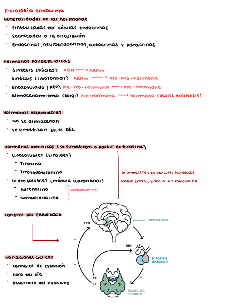 Resumen I2 | PDF | Cortisol | Glándula suprarrenal