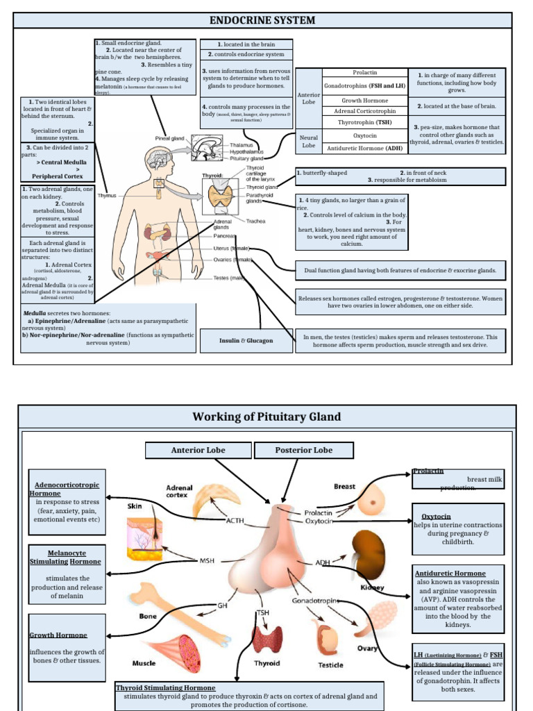Endocrine System | PDF | Endocrine System | Adrenal Gland
