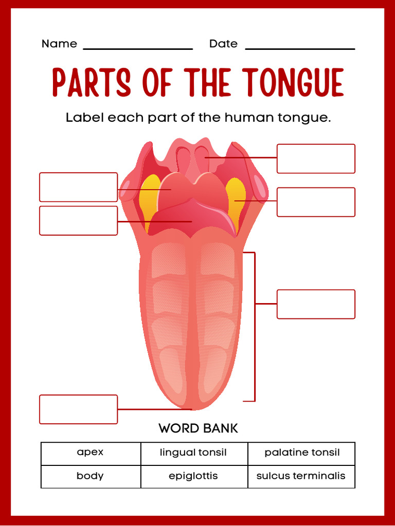 Label Each Part of The Human Tongue | PDF