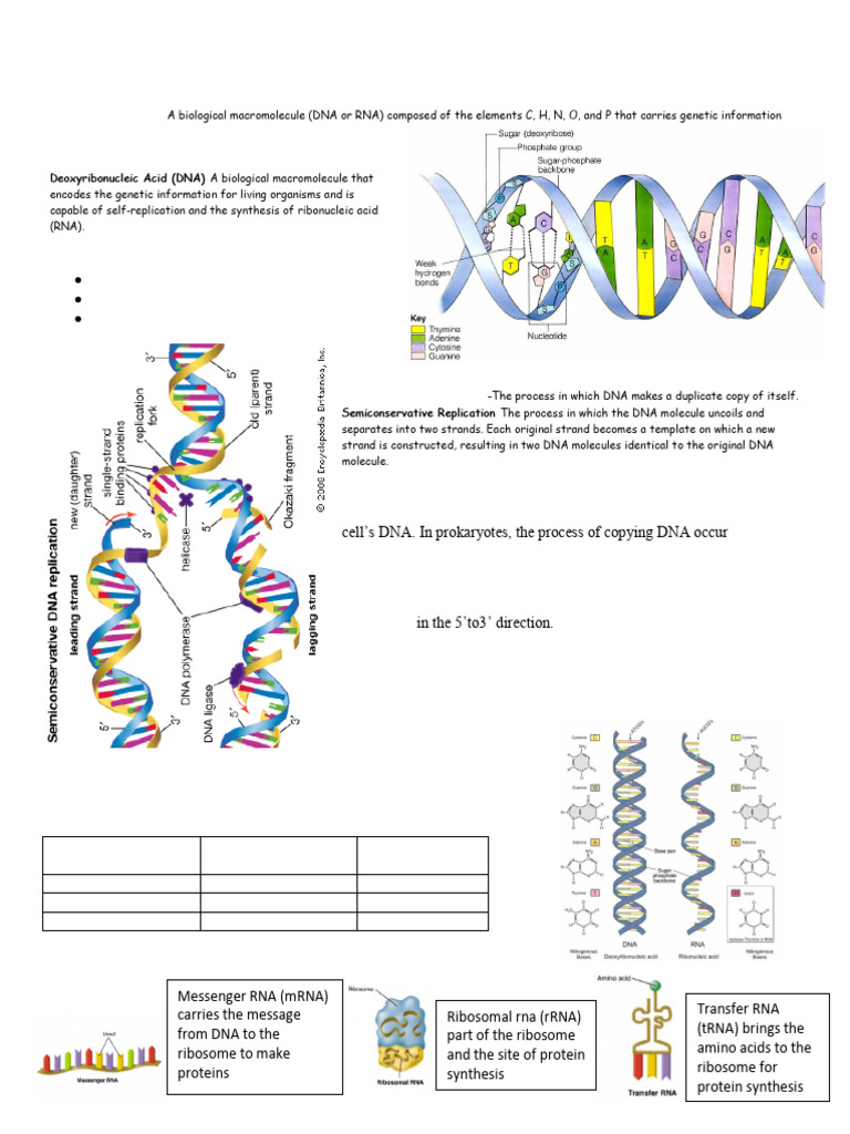 Molecular Genetics: DNA, RNA, and Mutations | PDF | Rna | Dna
